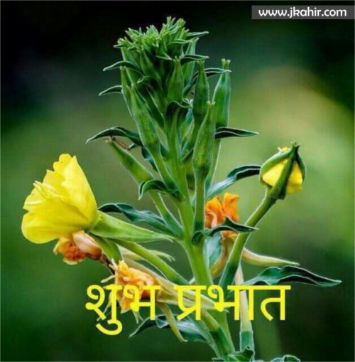 List of Free Good Morning Video Download Wallpapers Download - Itl.cat