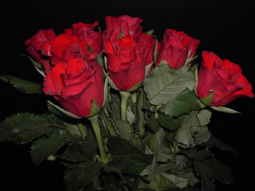 Phool Wale Wallpaper - Pink Rose (#786418) - HD Wallpaper & Backgrounds ...