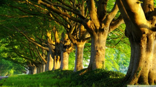 Hd 16 - - High Resolution Images Of Trees (#884942) - HD Wallpaper ...