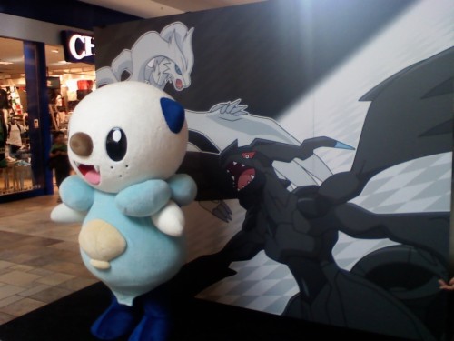 Little Oshawott - Pokemon Oshawott Mega Evolution (#1482272) - HD ...