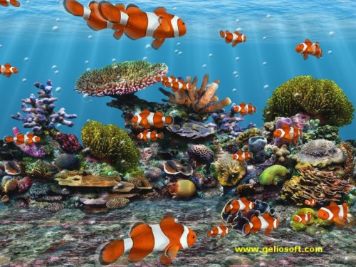Microsoft Fish Screensaver Wallpaper (#144419) - HD Wallpaper ...