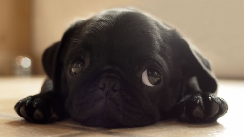 Pug Wallpaper - Black Pug Wallpaper Desktop (#92301) - HD Wallpaper ...
