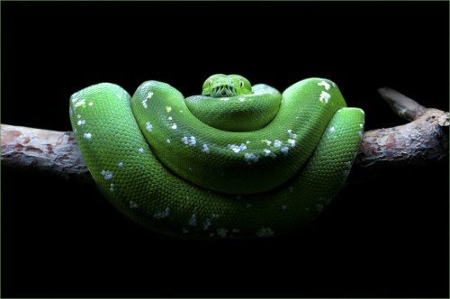 Snake Wallpaper Snake Wallpaper Hd Snake Pictures Animal - Smooth ...