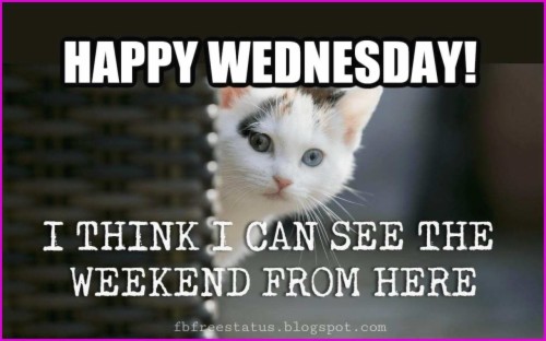 Funny Wednesday Memes Prettier Happy Wednesday Morning - Kitten ...