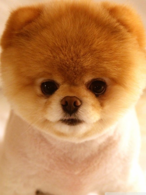 Boo Wallpapers - Wallpapersafari - Cute Dogs Phone Wallpapers Hd ...